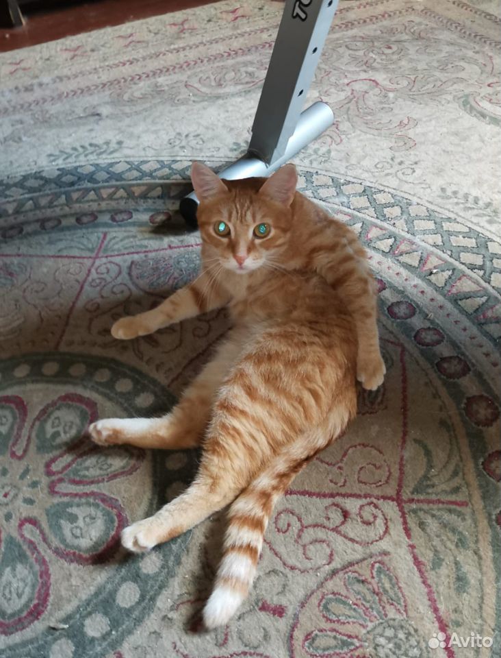 Рыжий кот, 2 года, спокойный и рассудительный