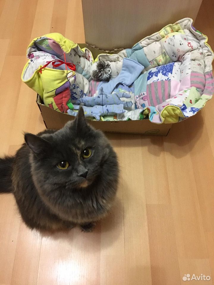 Кошка породы Хайленд-страйт