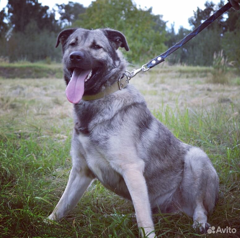 Боцман 2 года из приюта ищет дом