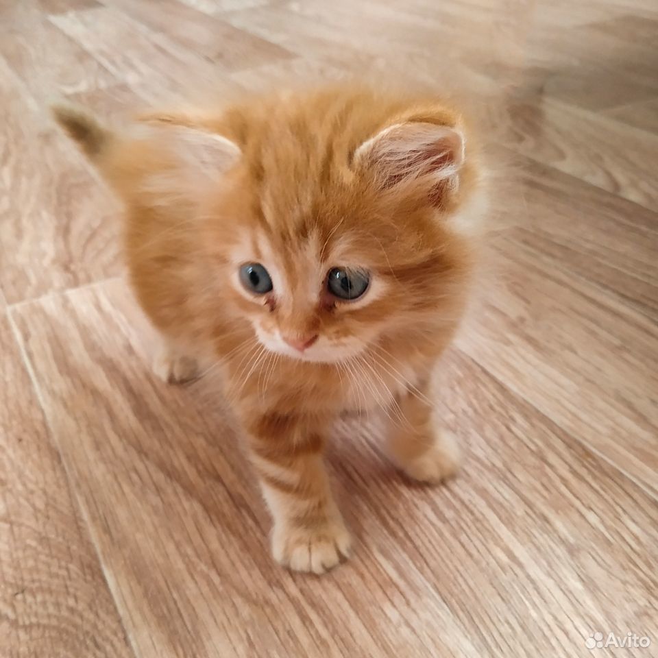 Рыжий сибирский котёнок