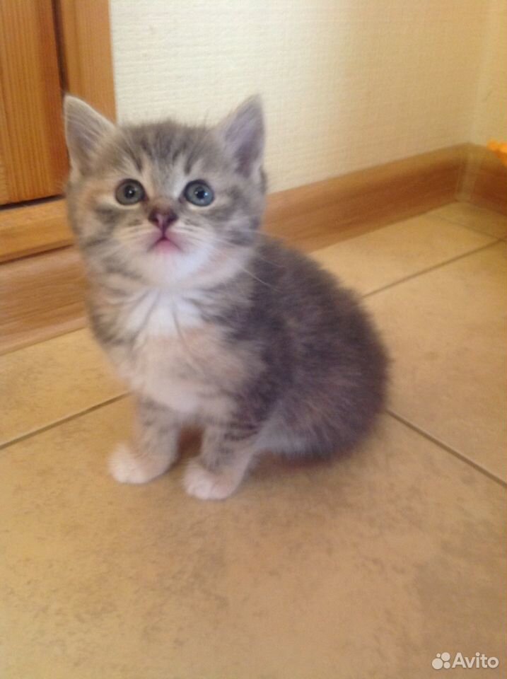 Котята от британки