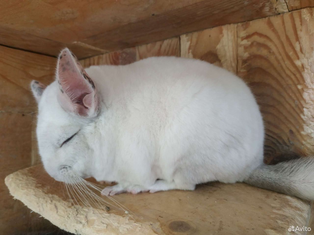 Шиншилла