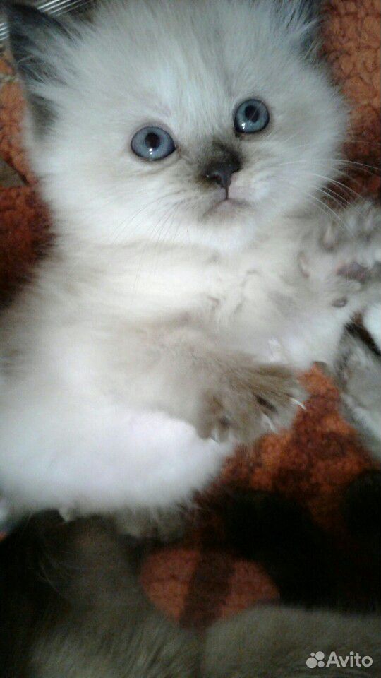 Тайский котёнок