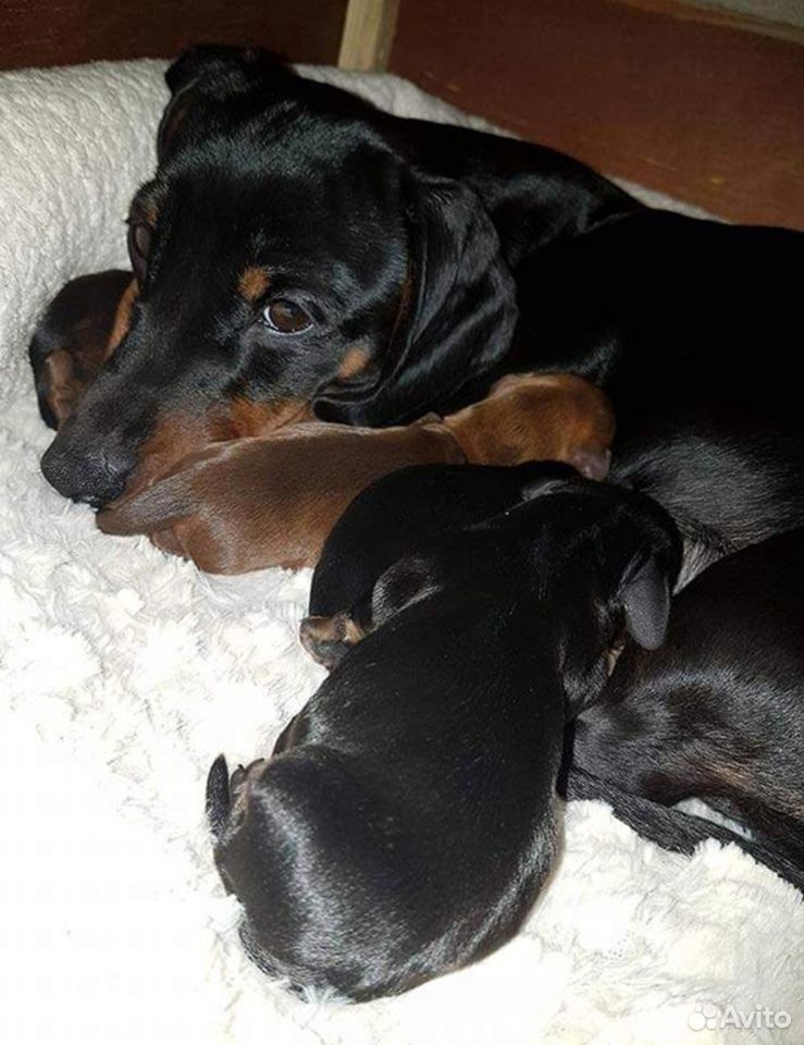 Щенки таксы