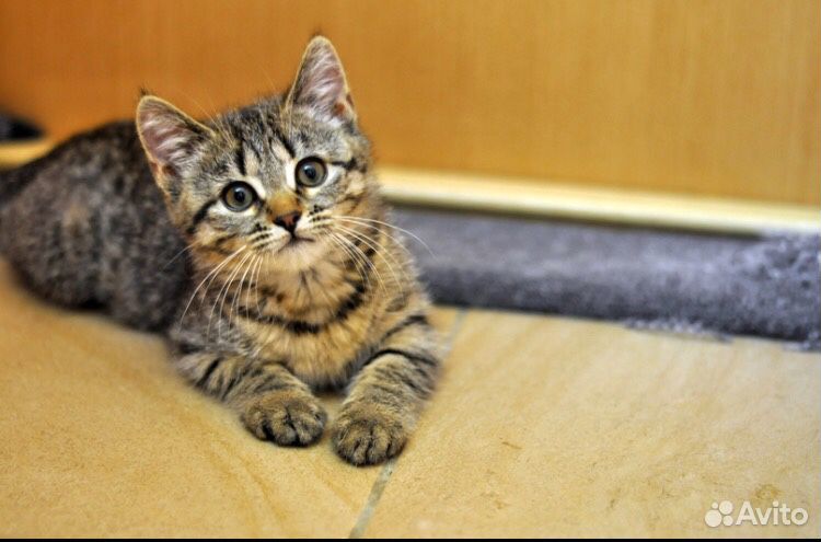 Девочка Тигруля