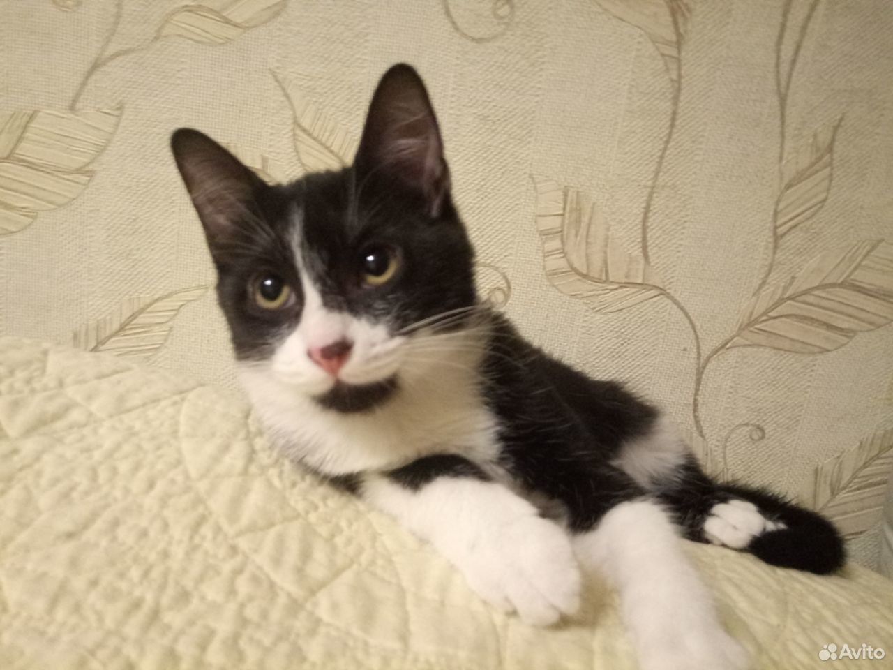 Котёнок в добрые руки