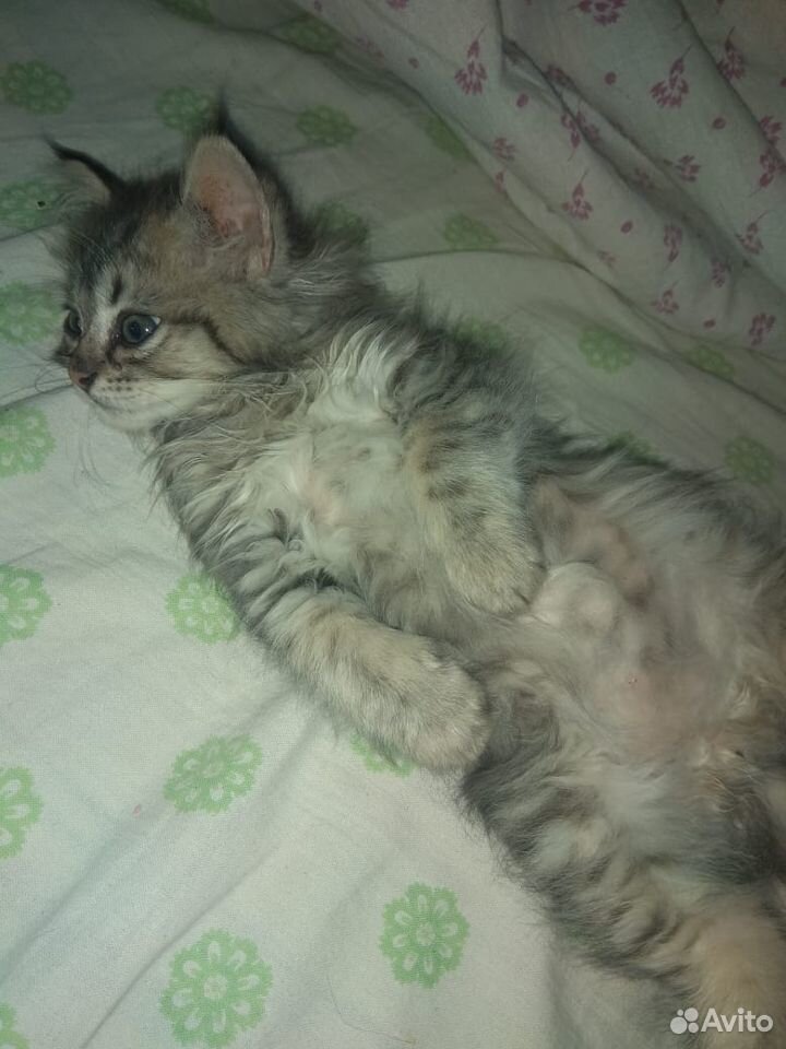 Продаются котята