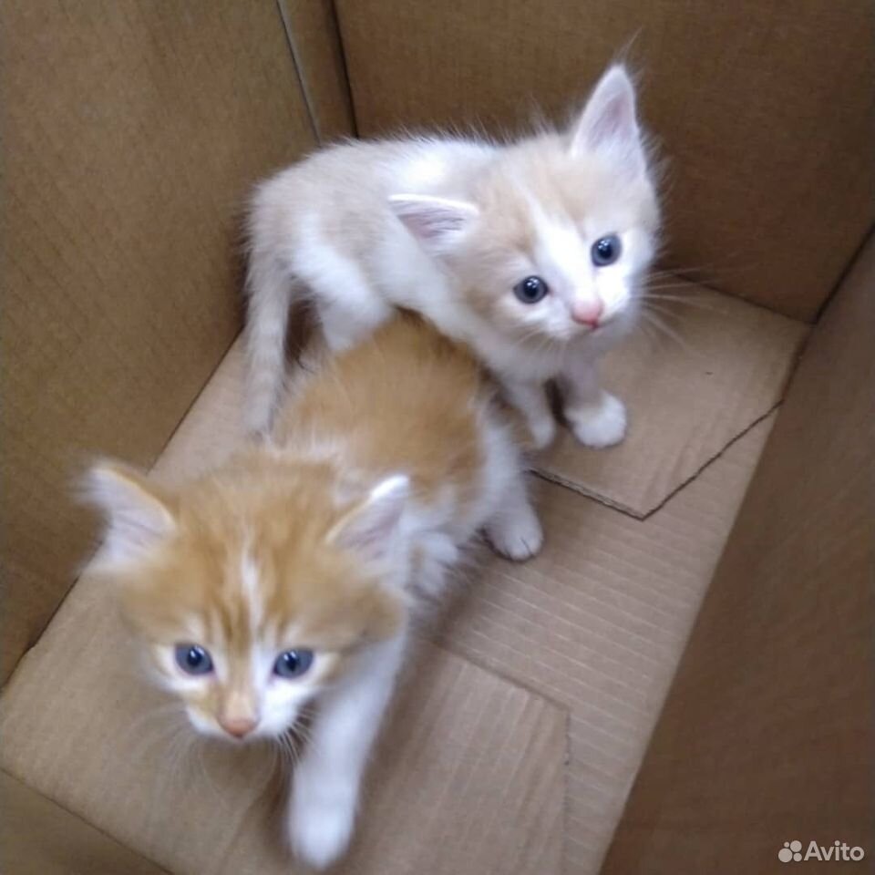 Котяткам нужен дом