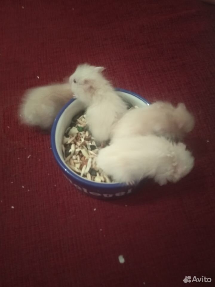 Сирийские хомячки