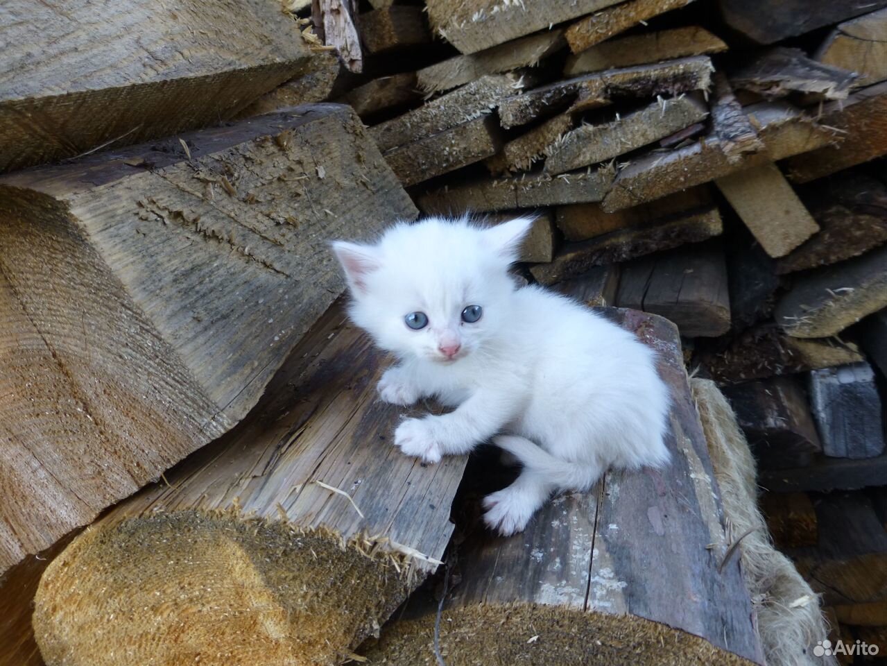 Котята "львята"