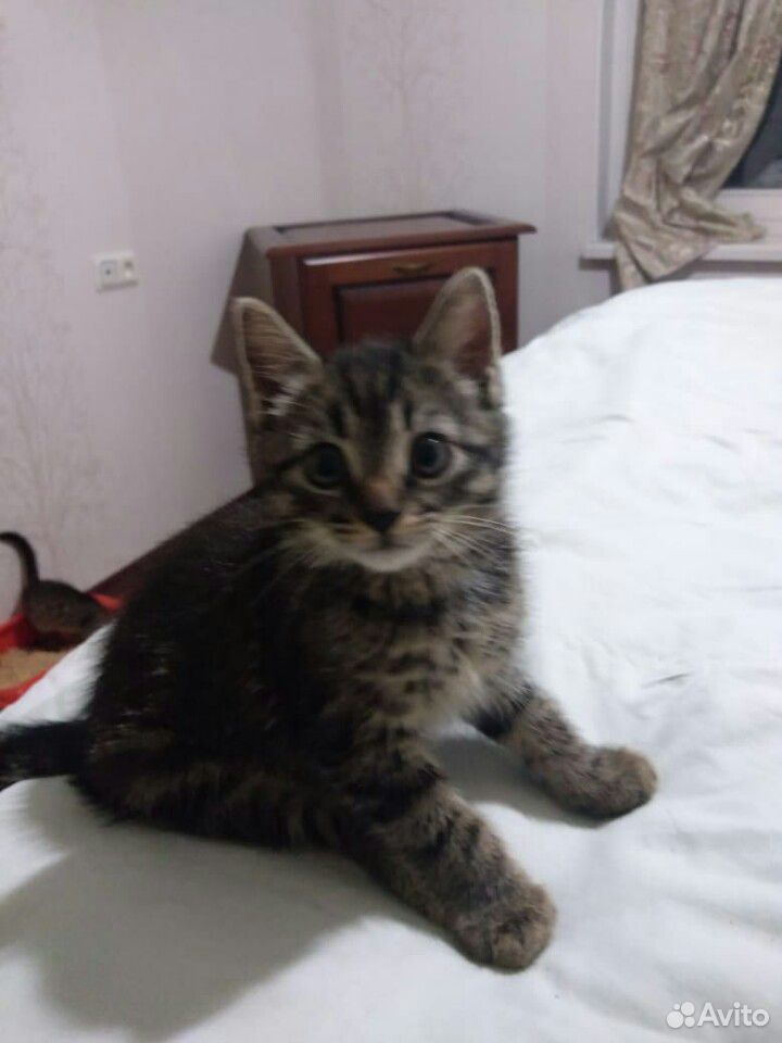 Малыш ищет дом