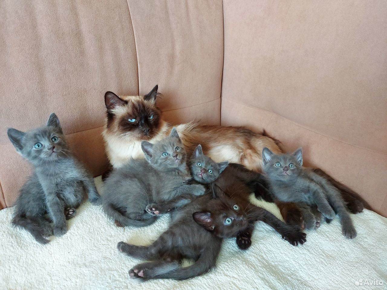 Котята невской маскарадной кошки в добрые руки