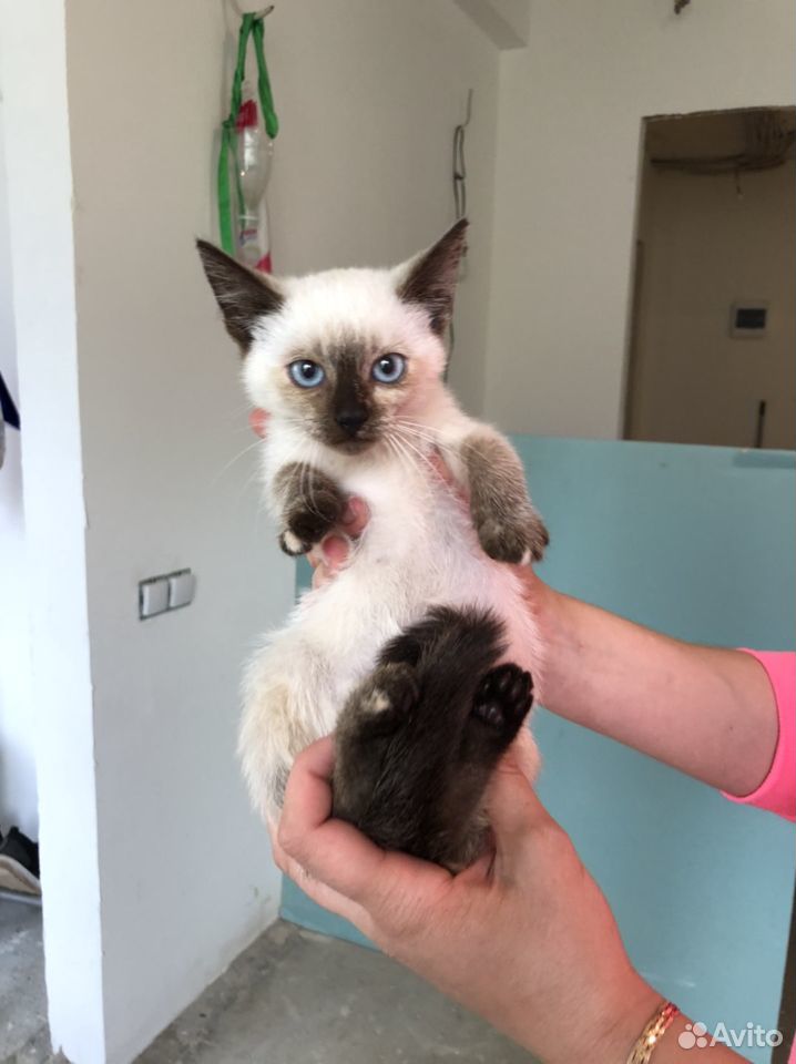 Котёнок сиамского окраса девочка 2,5 мес
