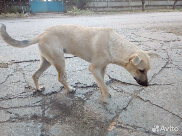 Ищут хозяев замечательные собачки