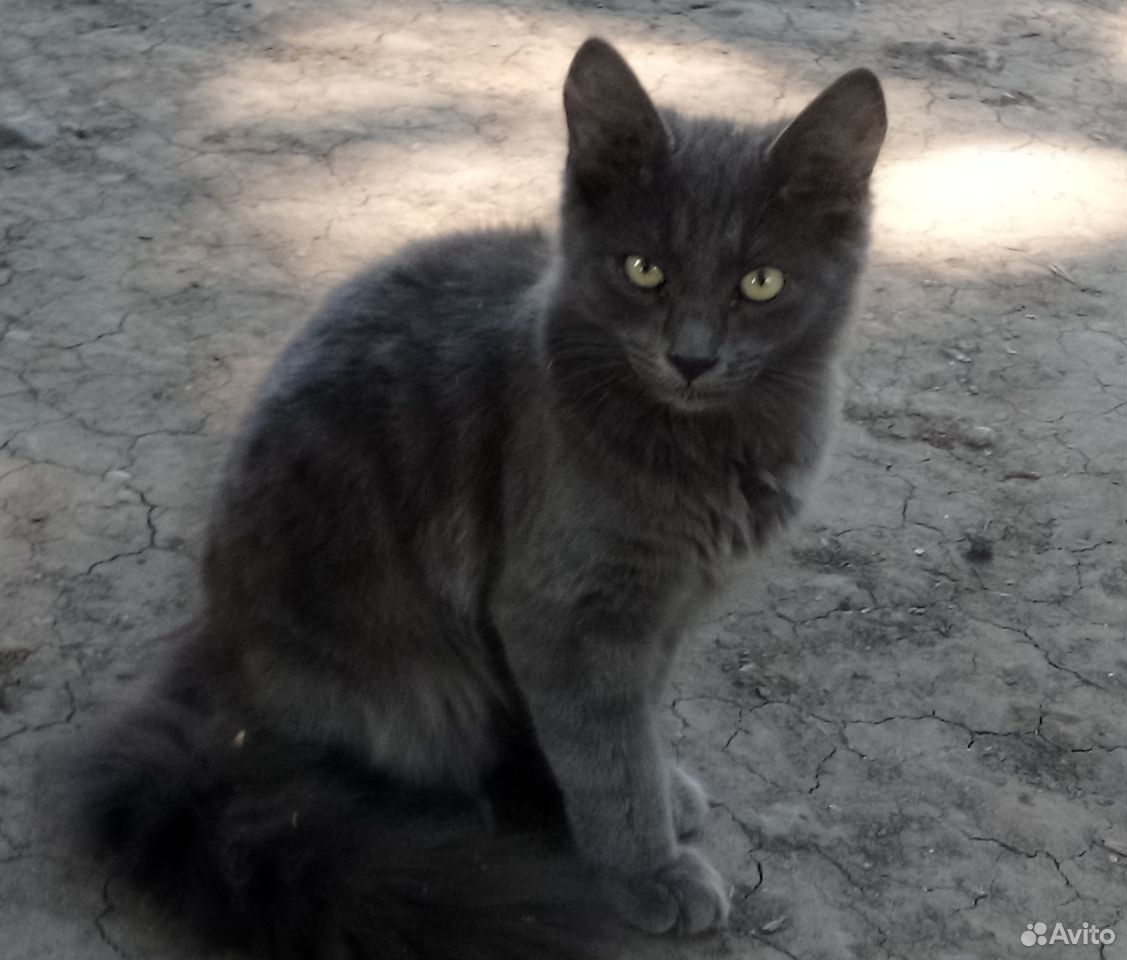 Пушистый красивый серый котёнок