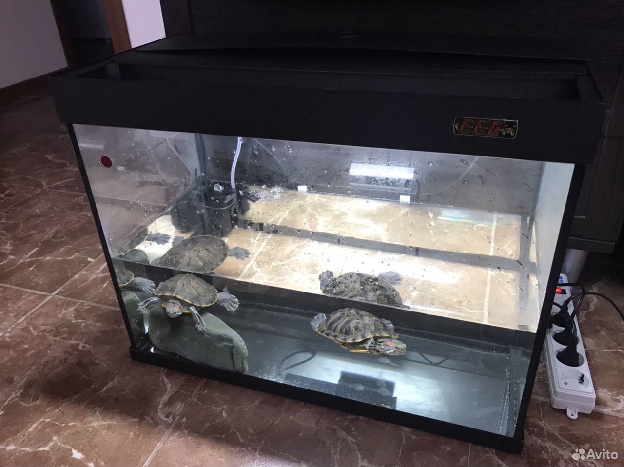 Красноухая черепаха