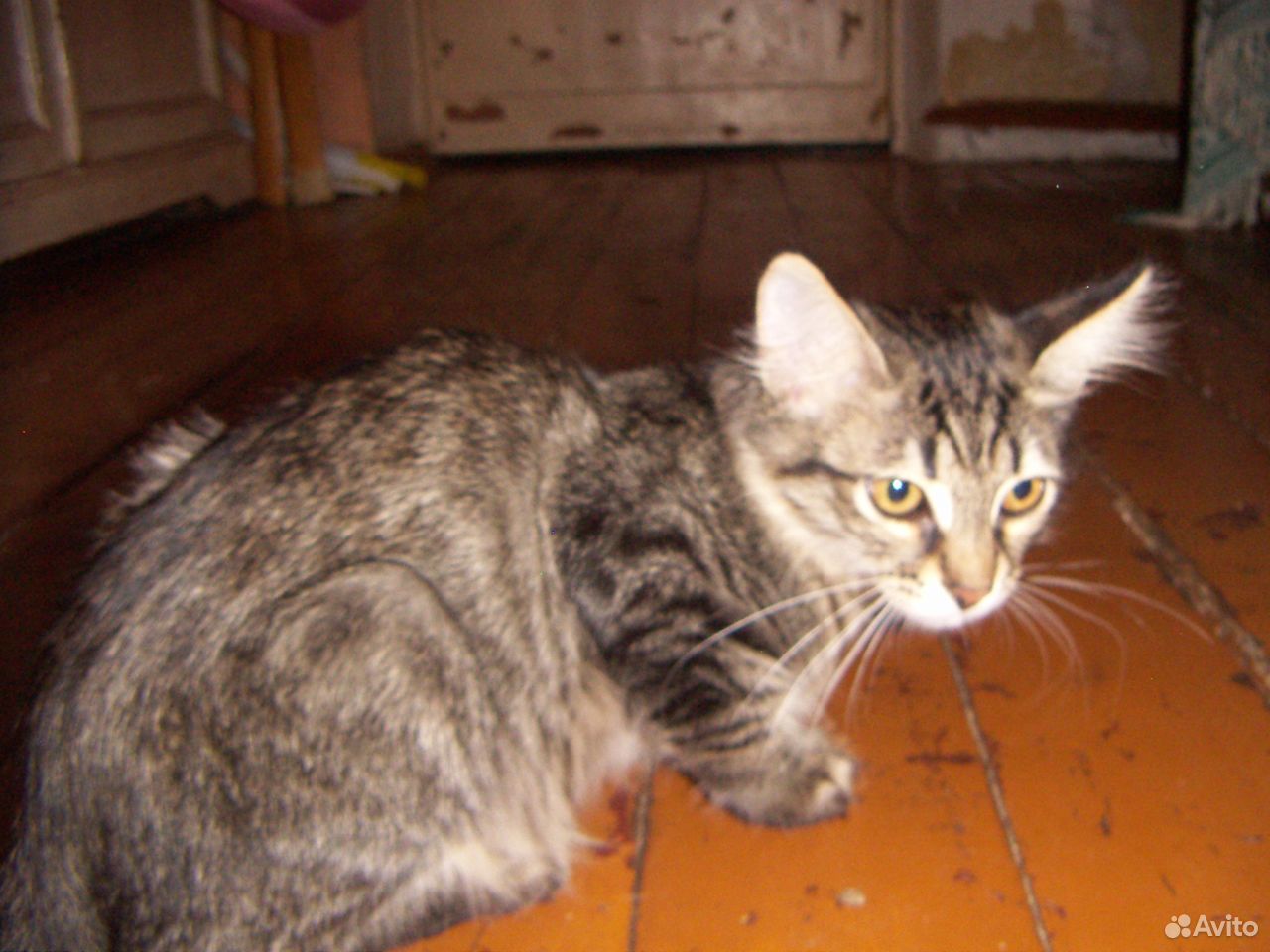 Кошечка Рысь-Мурмурысь