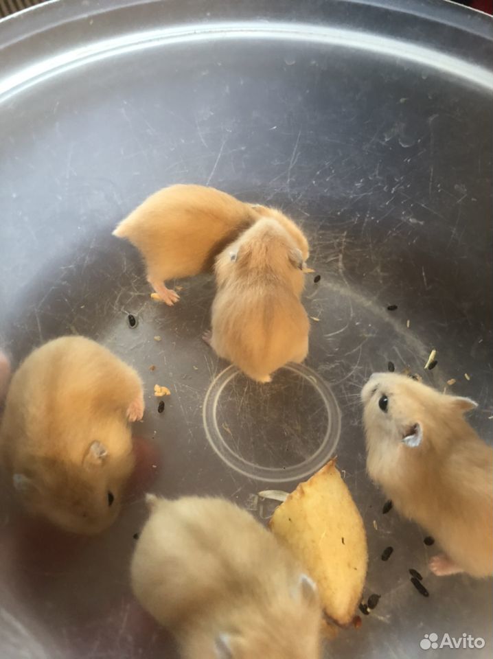 Джунгарский хомяк