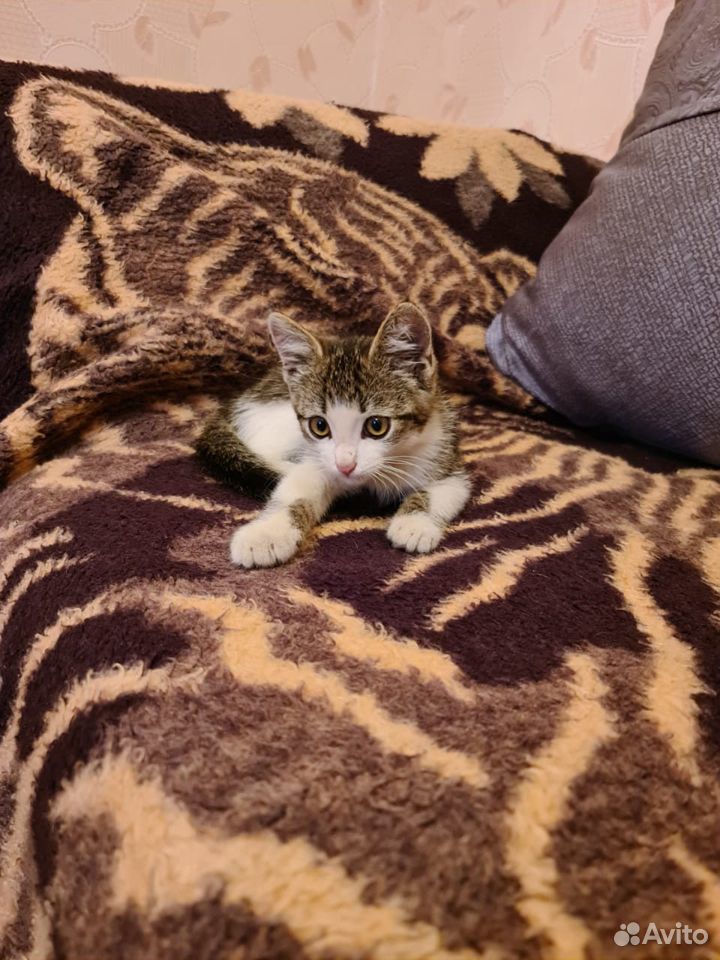 Кошка