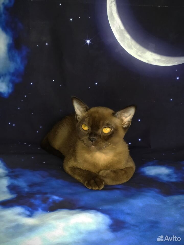 Бурманские кошки