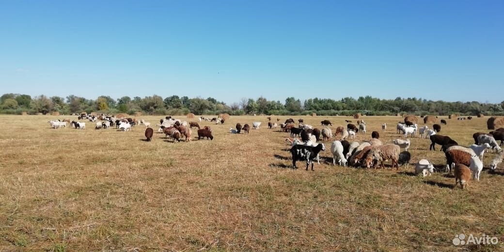 Бараны для садака