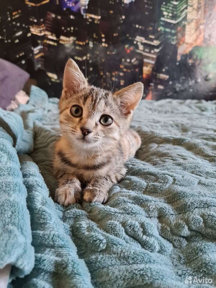 Полосатая красотка