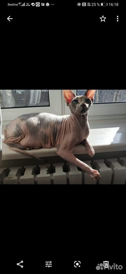 Канадский сфинкс