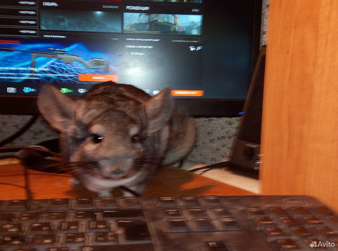 Шиншылы в добрые руки