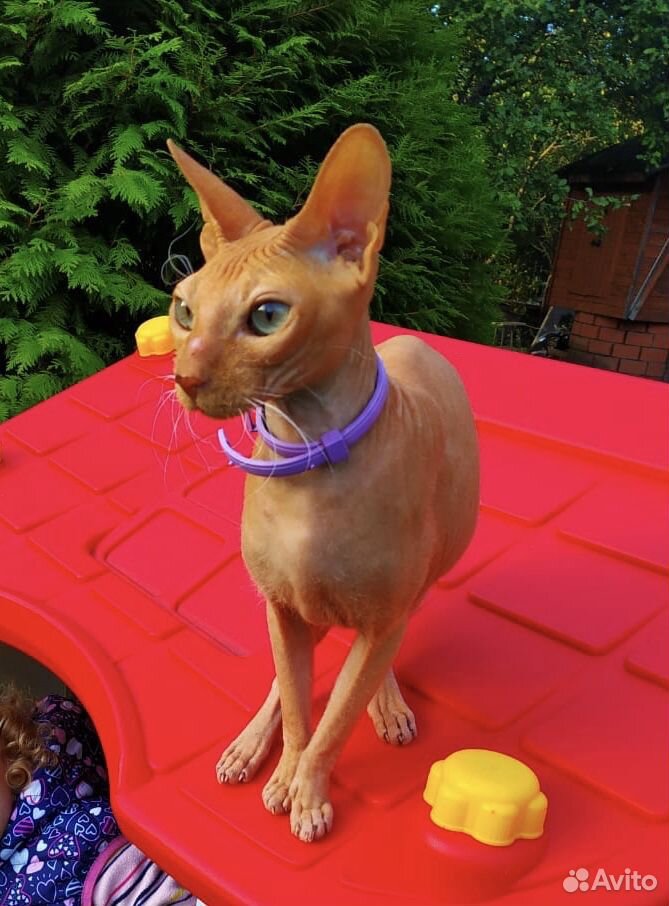 Отдам кота в добрые руки. Донской сфинкс, кастриро