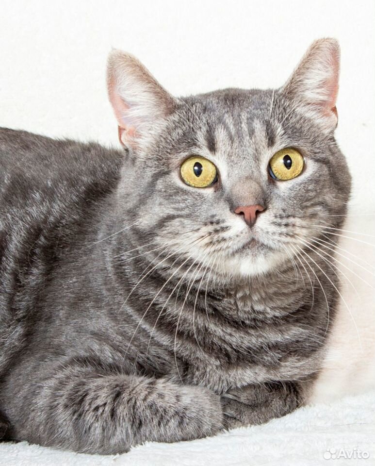 Кот Федот