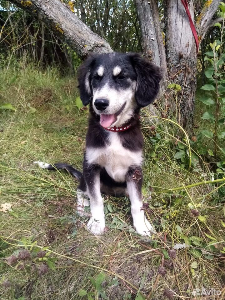 Ищет дом щенок не крупной Собачки Ронда