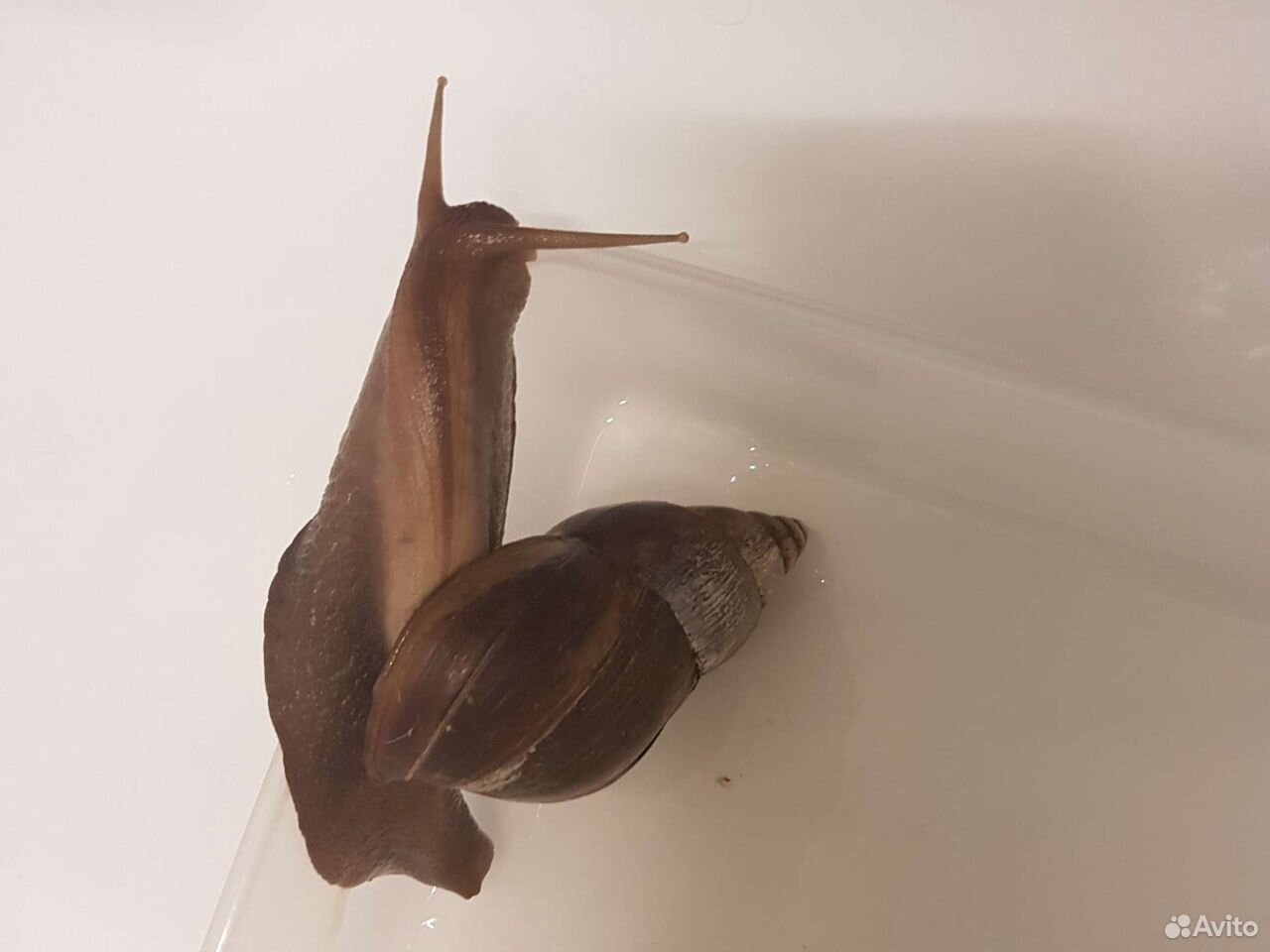 Улитка Ахетин, в добрые руки