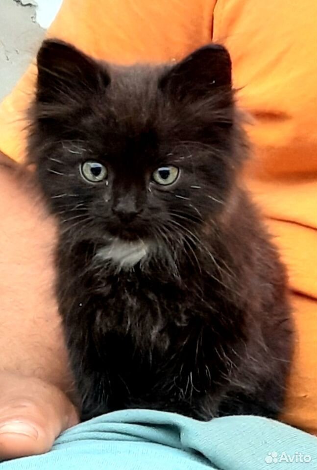 Кот Бэтман