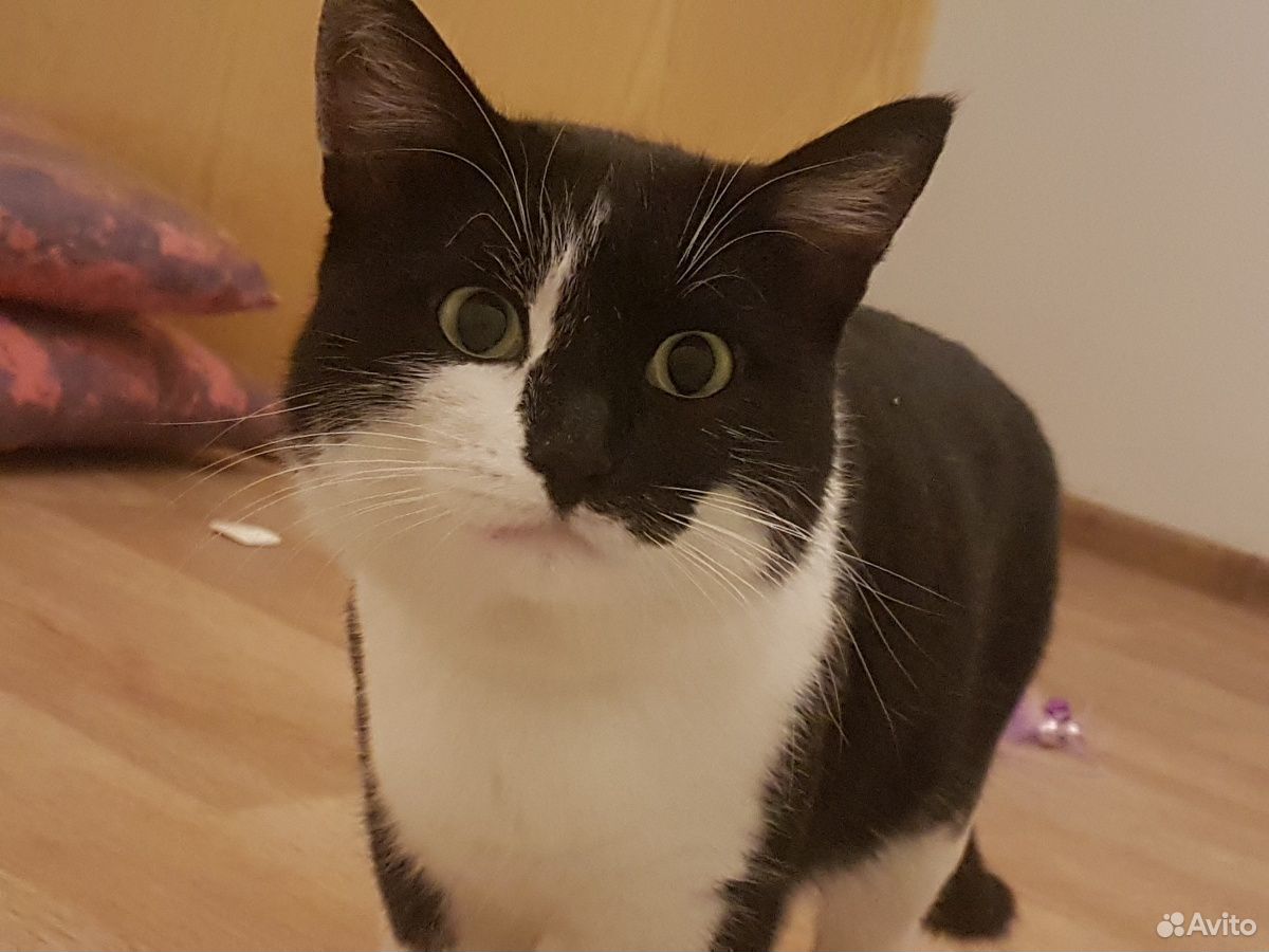 Котенок 11 месяцев