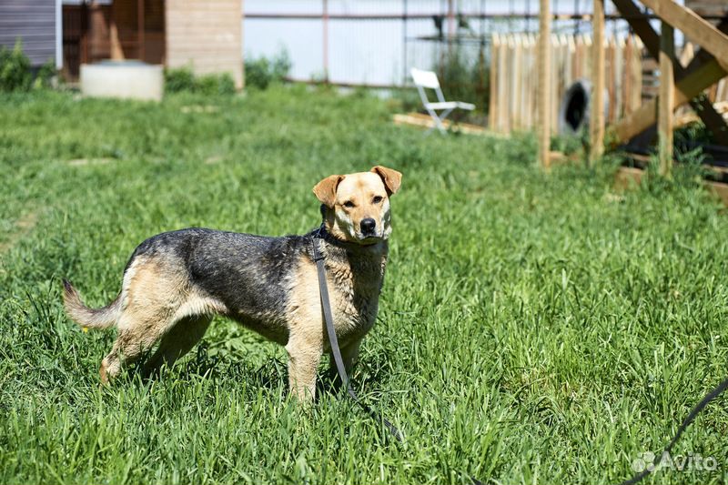 Солнечная девочка Санни