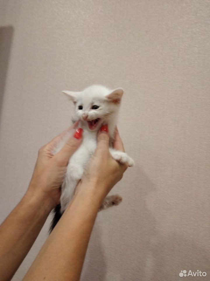Котенок