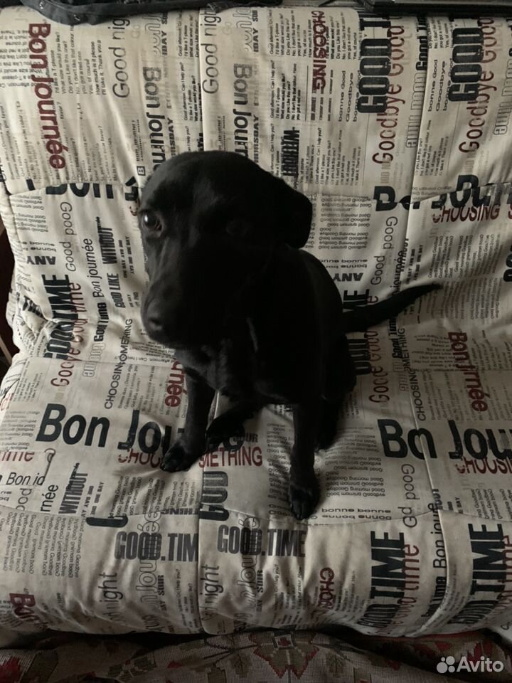 Собака