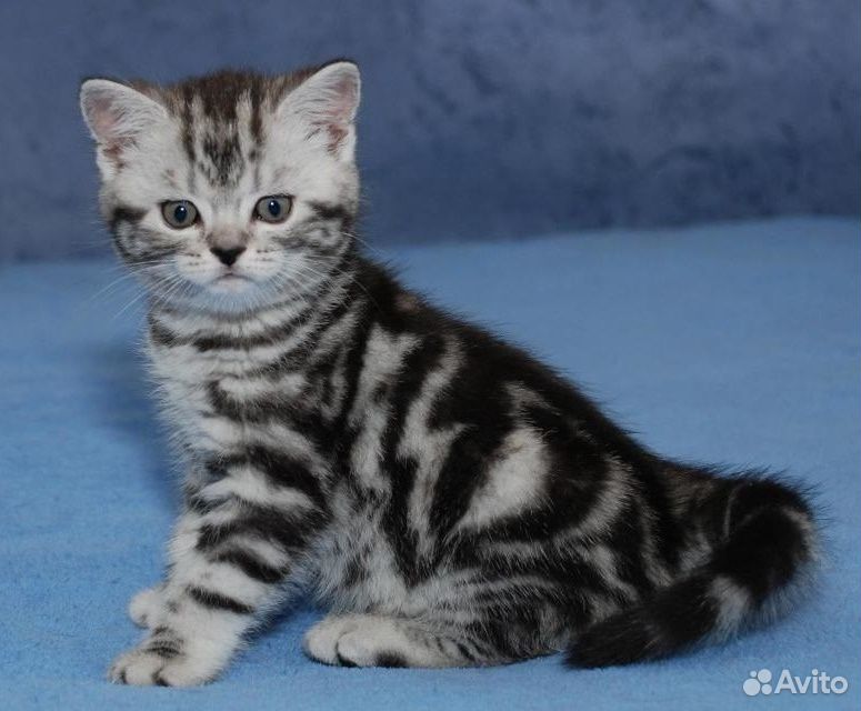 Красивые породистые котики