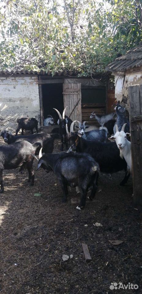 Продаются козы разной породы