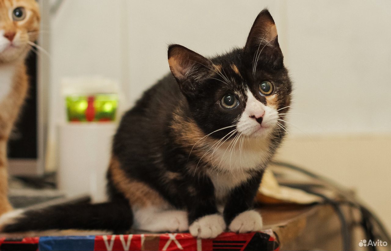 Котенок Глаша, 2.5мес. Спокойная, умная