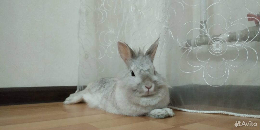 Кролик карликовый домашний
