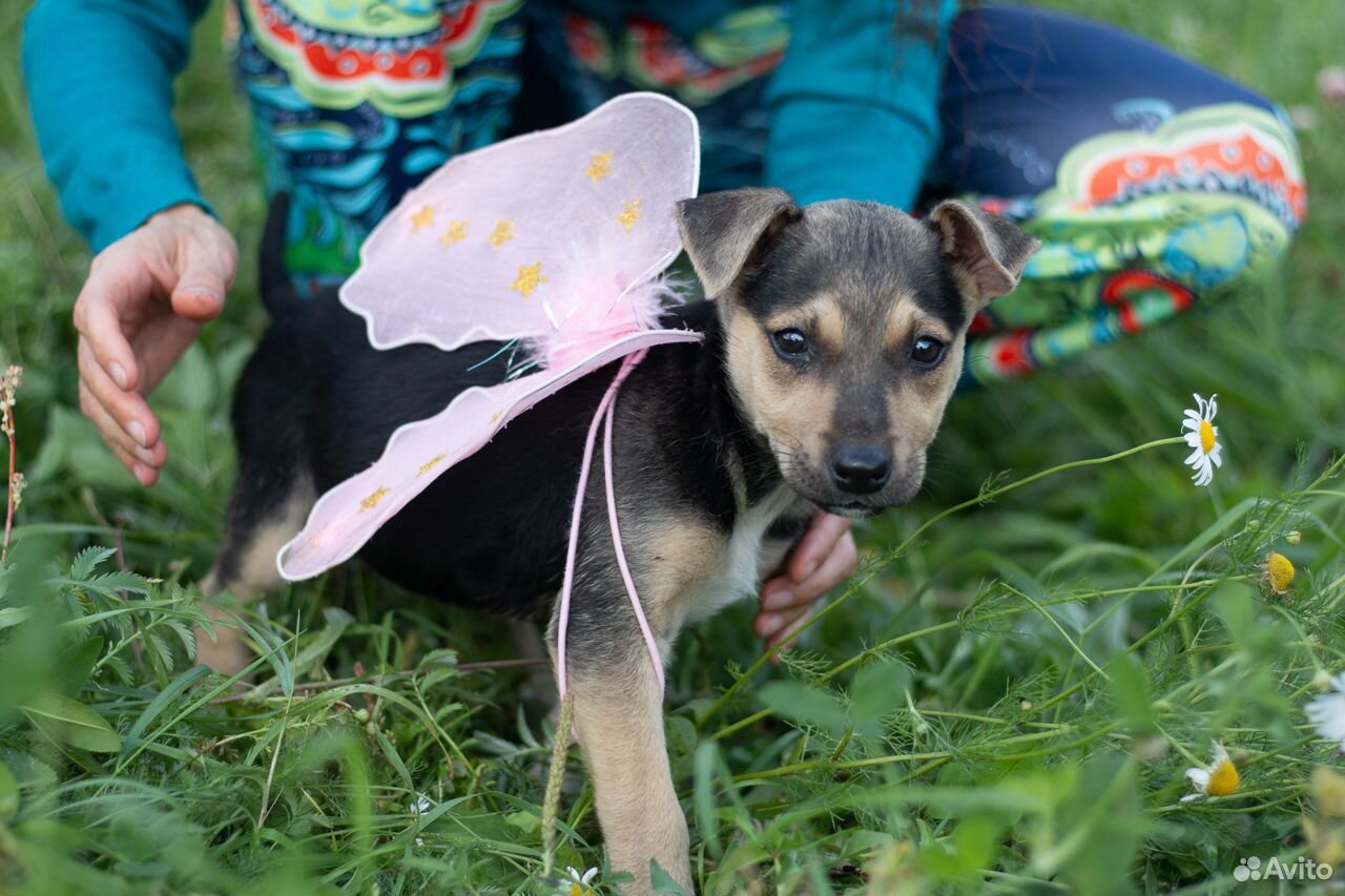 Щенок в дар