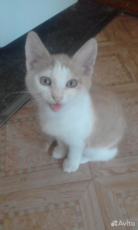 Рыжая молния