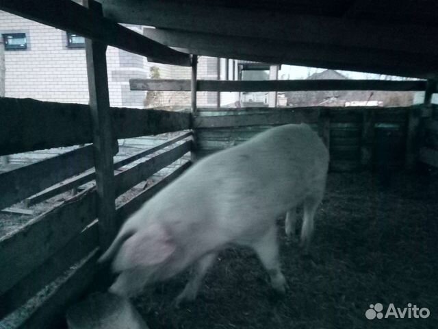 Кабан на племя