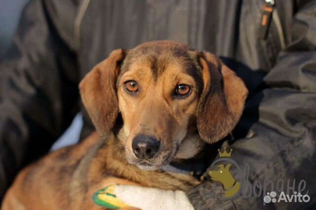 Метис таксы Таксюля