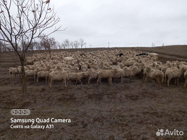 Матки котные