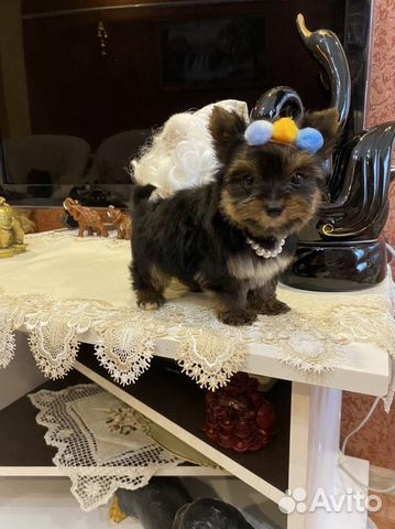 Йоркширский терьер mini мальчик