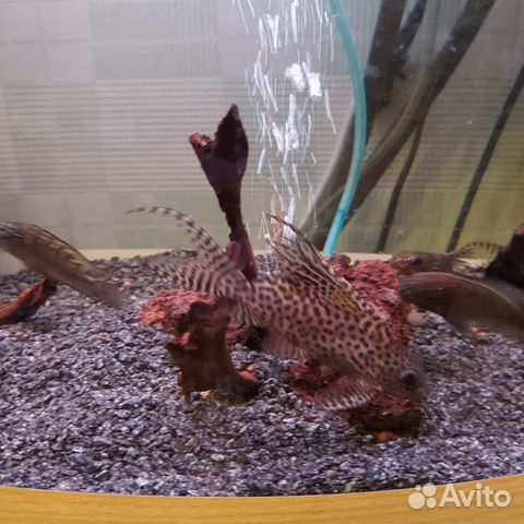 Сом синодонтиус