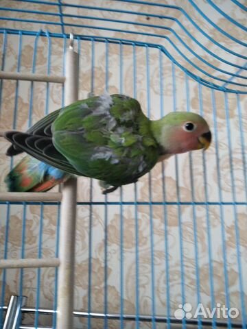 Птенец неразлучника