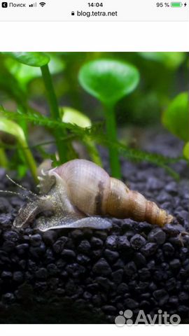 Улитка мелания